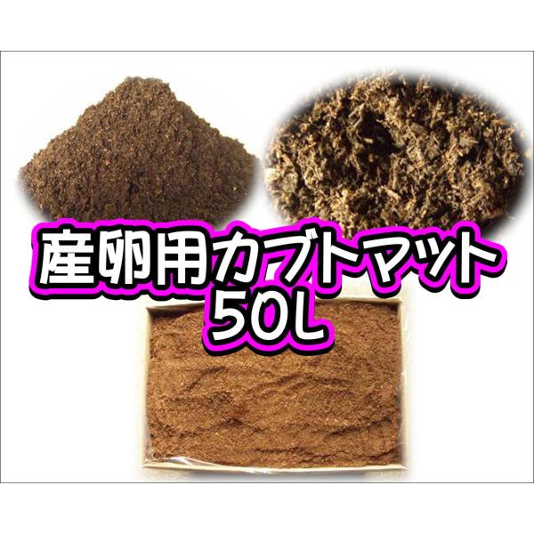 ※こちらの商品は企画サイズのため他商品との同梱はできません。【適用種類】 カブトムシ全種 （国産・外国産カブトムシの幼虫飼育に特　に適しています） 成虫：◎　幼虫：◎　産卵：☆  【商品説明】 広葉樹１００％の菌床を４〜６ヶ月間かけ て、完...