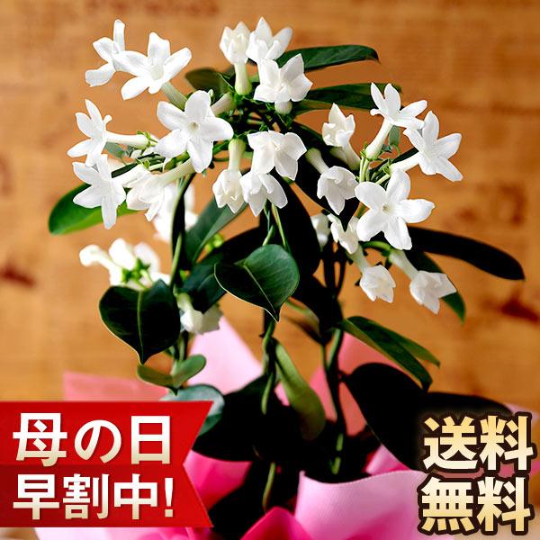 ※※※※※注意事項※※※※※【母の日ギフトのお届け日】母の日特集商品は2026年5月5日(火)〜10日(日)のいずれかにお届けいたします。※沖縄および離島へのお届けは承っておりません。ご注文された場合は、自動キャンセルとなります。何卒ご了承...