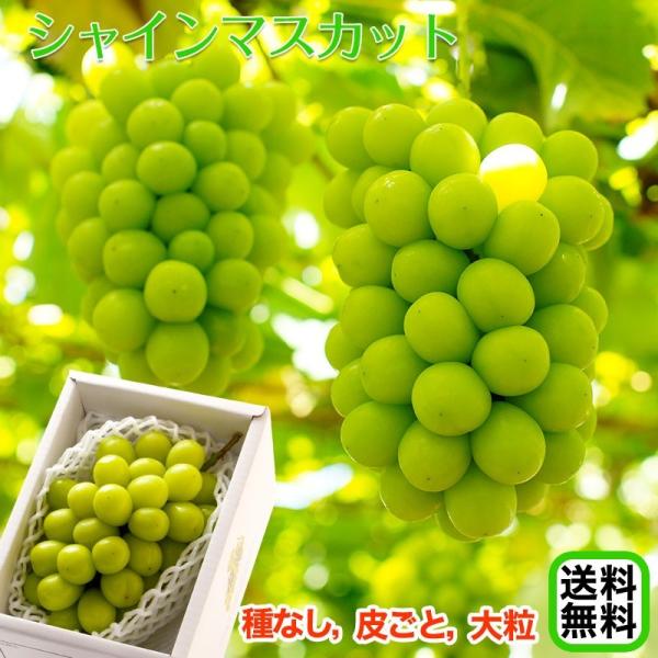 ●商品名 シャインマスカット●内容量 約500g（1房）●保存方法 到着後は涼しい場所で保存し、お早めにお召し上がりください。●送料 クール便送料無料でお届けさせて頂きます。※北海道へのお届けは1,140円(税抜)、沖縄へのお届けは1,34...