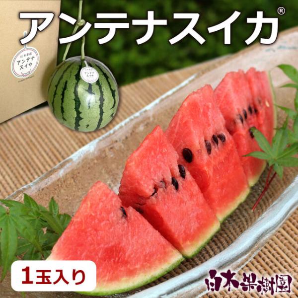 【発売日：2025年12月10日】・アンテナスイカ　約1.8〜2.0kg×1玉入り「1本の苗に1玉だけ」にこだわって栽培しているので、とても濃厚なお味に仕上がります。小さな果実にスイカの旨みがギュッと詰まった美味しさを、まずは冷やさずにお召...
