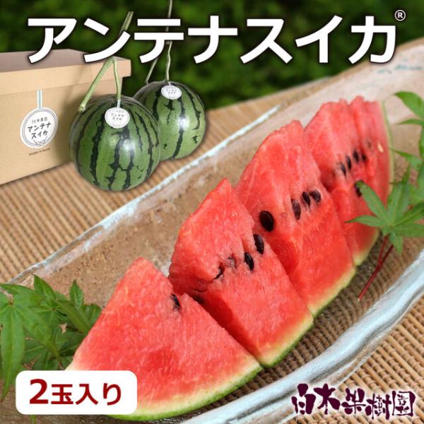 【発売日：2025年12月10日】・アンテナスイカ　約1.8〜2.0kg×2玉入り「1本の苗に1玉だけ」にこだわって栽培しているので、とても濃厚なお味に仕上がります。小さな果実にスイカの旨みがギュッと詰まった美味しさを、まずは冷やさずにお召...