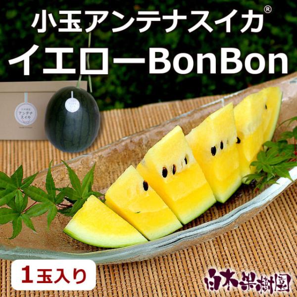 【発売日：2026年07月05日】・イエローボンボン（小玉スイカ黄肉）約2.5kg×1玉入り黒皮で果肉が黄色の小玉スイカです。黄色スイカの中でも果肉の色が美しく、完熟収穫したものは中心がオレンジ色がかった、濃い黄色になります。 糖度も13度...