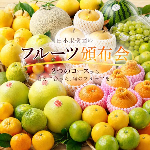 毎月20日頃（8月を除く）、年11回お届けするフルーツ定期便（頒布会）（定期購入）※画像はイメージです。季節によりお届けする内容は異なります。頒布会は指定のお届け回数が終了、または中止のご連絡をいただくまで、継続して商品をお届けいたします。...
