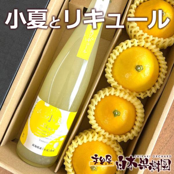 ・特選土佐小夏×4個・小夏リキュール500ml×1本 甘酸っぱい果汁がたっぷりの小夏と、小夏果汁20％でアルコール度数7〜8％のフルーティーなリキュール。小夏のペアセットです。6月18日8：00までのご注文で、6月21日までにお届けいたします！