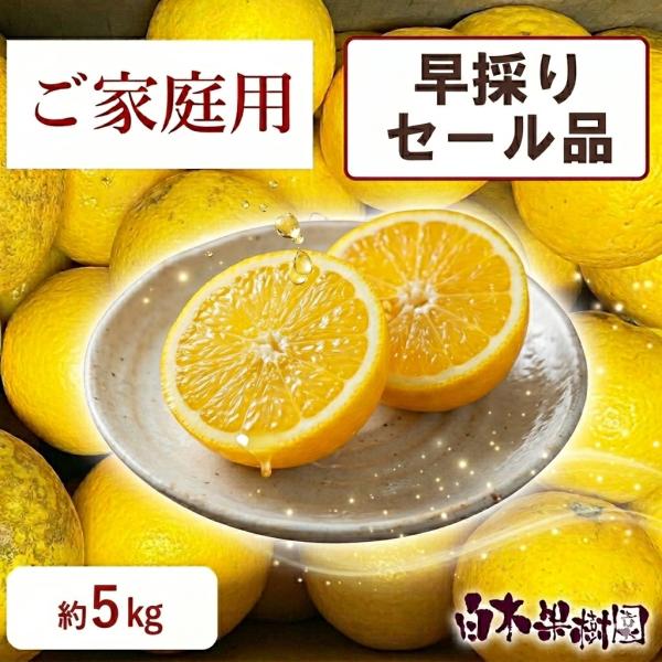 【発売日：2026年04月15日】【商品記号】KO-H5【商品名】早採りわけあり「小夏」家庭用セール品　約5kg【ギフト対象外】【発送期間】4月下旬〜数量限定無くなり次第終了【内容】早採りわけあり「小夏」家庭用セール品　約5kg　S〜Mサイ...