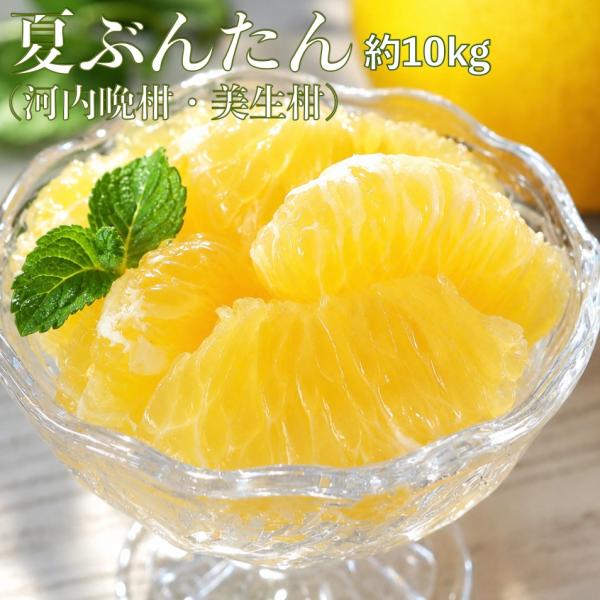 夏ぶんたん(河内晩柑・宇和ゴールド・ジューシーオレンジとも呼ばれる柑橘）です。高知県から産地直送いたします。・発送期間　：　5月下旬〜８月中旬・内容量　　：　露地夏ぶんたん　約10kg　　（M〜２Lサイズ混合　約20〜25個入り）酸味のある...