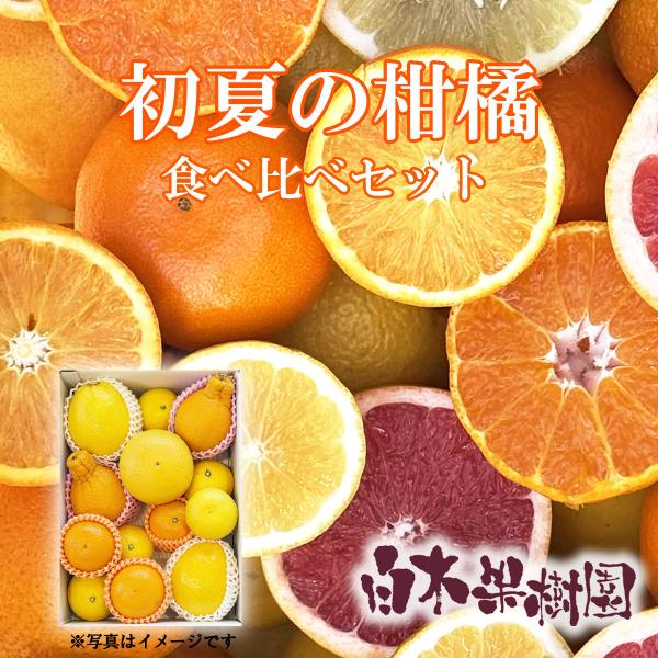 【発売日：2025年05月25日】【商品名】おうちで嬉しい柑橘セット【発送期間】4月中旬〜6月上旬頃【セット内容】　夏ぶんたん（高知県産）　　土佐小夏（高知県産） 　甘熟土佐小夏（高知県産） 　ハウスみかん（高知県産） など　（発送のタイミ...
