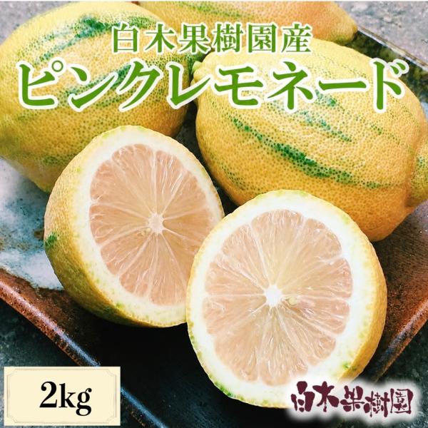 【発売日：2026年08月25日】・白木果樹園産 ピンクレモネード 約1kg（６〜10個入り）白木果樹園で高知の太陽をさんさんと浴びながら育った、希少な新品種ピンクレモネードです。完熟前は果皮が緑と黄色の縞模様になっているのが特徴で、熟成が...