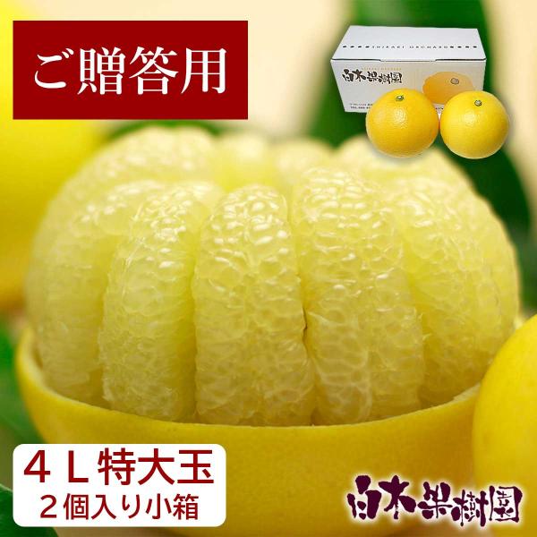 【発売日：2026年02月01日】・発送期間　：　2月上旬〜4月上旬・特選秀品土佐文旦　4L特大サイズ（約12.4cm以上）2個入り誰が見てもびっくりする大きさの超特大ビッグサイズで、見ため豪華！色つやがよく大変きれいで、ひと房がかなり大き...