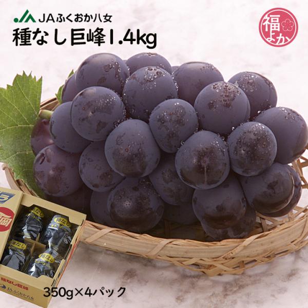 【発売日：2026年07月01日】日本で初めて福岡県が栽培に成功した巨峰。”ぶどうの王様”と呼ばれるほどの、食べ応えある大きさと、キレのいい甘味が特徴です。なかでも温暖な気候と清流に恵まれた八女は、環境はもちろん、土づくりから一房ひと房愛情...