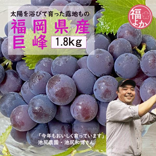 【発売日：2026年08月17日】富士山のイメージから名付けられた「巨峰」。それまで主流だった小さくて酸味の強いぶどうと違い巨峰を初めて見た人は、大きな粒と強い甘みに驚いたと言います。福岡県久留米市田主丸は、巨峰の栽培に初めて成功した場所。...