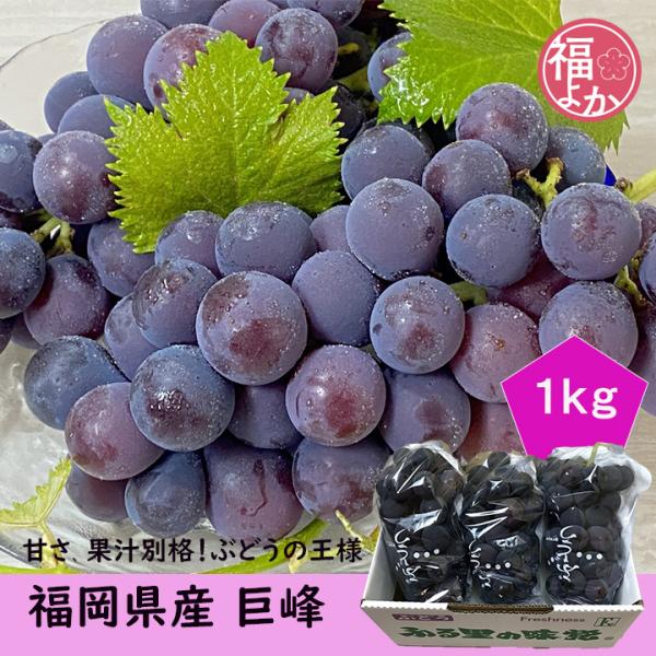 【発売日：2026年07月15日】富士山のイメージから名付けられた「巨峰」。それまで主流だった小さくて酸味の強いぶどうと違い巨峰を初めて見た人は、大きな粒と強い甘みに驚いたと言います。福岡県久留米市田主丸は、巨峰の栽培に初めて成功した場所。...