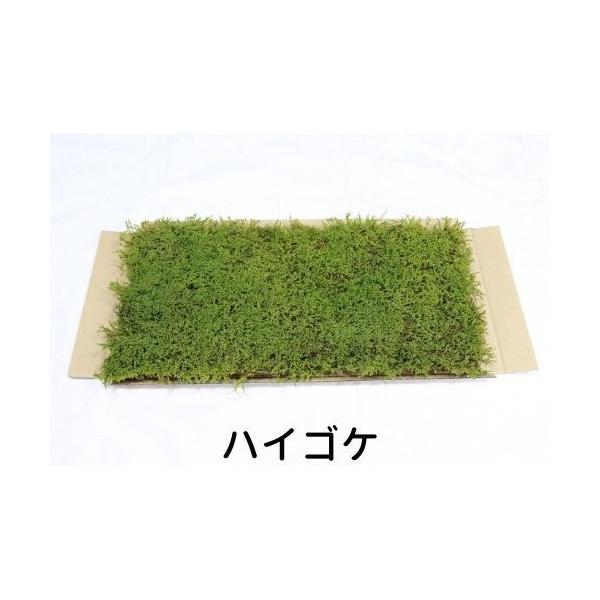 身近に緑を増やしてSDGSを推進。耕作放棄地を活用した栽培苔です。水をかけるだけで生き返る「乾燥苔」をお楽しみください。●半日陰〜日陰用の苔です●乾燥状態でお届けいたします●日当たりの良いところでも湿度があれば生育状態は良好です●成長速度が...