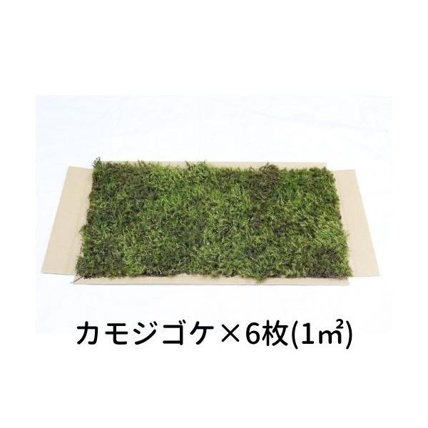 身近に緑を増やしてSDGSを推進。耕作放棄地を活用した栽培苔です。水をかけるだけで生き返る「乾燥苔」をお楽しみください。●日陰用の苔です●乾燥状態でお届けいたします●庭園（造園）・テラリウム・盆栽・ジオラマ等に適しています●7cm程度に生育...