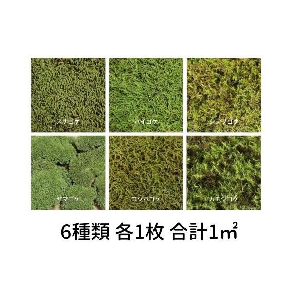 身近に緑を増やしてSDGSを推進。耕作放棄地を活用した栽培苔です。水をかけるだけで生き返る「乾燥苔」をお楽しみください。●乾燥状態でお届けいたします●サイズ：280×580mm（1種類）●6枚合わせると1平方メートルです●内容：スナゴケ、ハ...