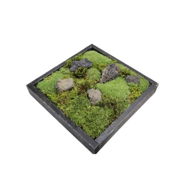 身近に緑を増やしてSDGSを推進。耕作放棄地を活用した栽培苔です。水をかけるだけで生き返る「乾燥苔」をお楽しみください。富士の樹海をイメージし、複雑な色合いを表現した美しい苔アートです。●国産、天然の苔3〜4種類（ヤマゴケ、シノブゴケ、ハイ...