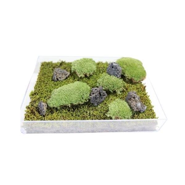 身近に緑を増やしてSDGSを推進。耕作放棄地を活用した栽培苔です。水をかけるだけで生き返る「乾燥苔」をお楽しみください。●国産、天然の苔2種類ほど（スナゴケ、ヤマゴケなど）をセットにしました。●ミニチュアやフィギュアを飾るなど、オリジナルの...