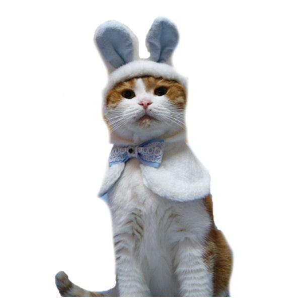 猫用コスプレ衣装です。