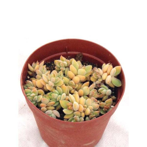 多肉植物学　名：Crassula remota流通名：レモータ 細かい葉に産毛、アレンジに重宝しますよ♪冬は綺麗なオレンジ色に紅葉します☆