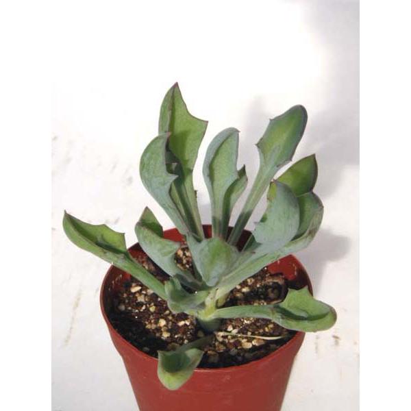 多肉植物学　名：Senecio　詳細不明流通名：マサイの矢尻（まさいのやじり）