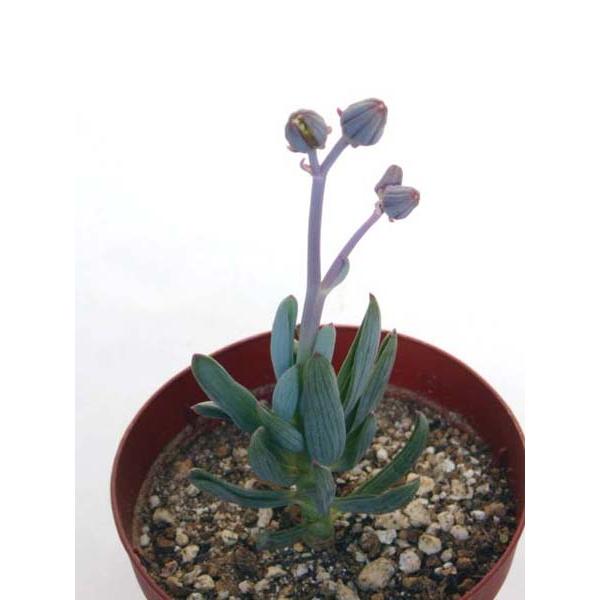 多肉植物学　名：Senecio　詳細不明流通名：万宝（まんぽう）