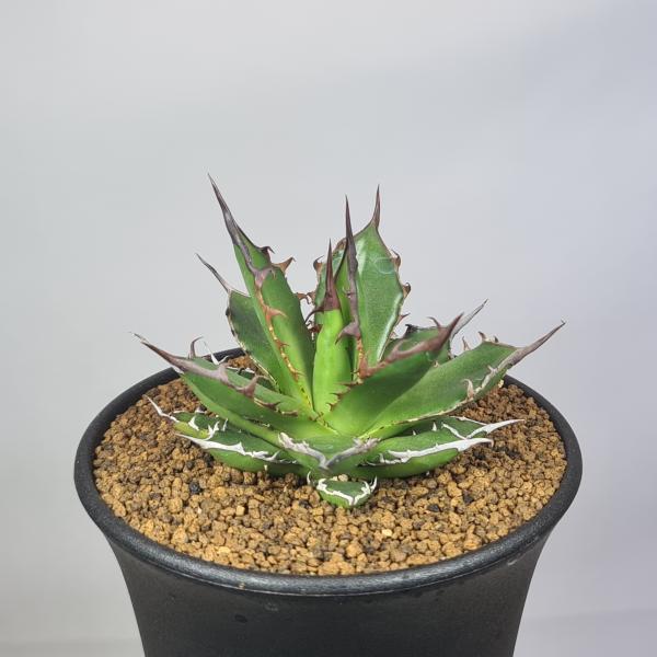 画像は一例です。植物ですので個体差があります。見計らいでのお届けとなります。苗の指定は出来ませんのでご了承下さい。植物名は弊園へ導入時のものです。状態は変化することがあります。生育に問題のない状態の変化（身割れ、葉の変色・落葉、花の老け・落...