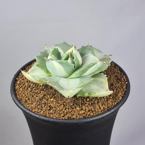 画像は一例です。植物ですので個体差があります。見計らいでのお届けとなります。苗の指定は出来ませんのでご了承下さい。植物名は弊園へ導入時のものです。状態は変化することがあります。生育に問題のない状態の変化（身割れ、葉の変色・落葉、花の老け・落...