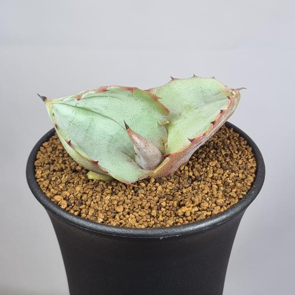 画像は一例です。植物ですので個体差があります。見計らいでのお届けとなります。苗の指定は出来ませんのでご了承下さい。植物名は弊園へ導入時のものです。状態は変化することがあります。生育に問題のない状態の変化（身割れ、葉の変色・落葉、花の老け・落...