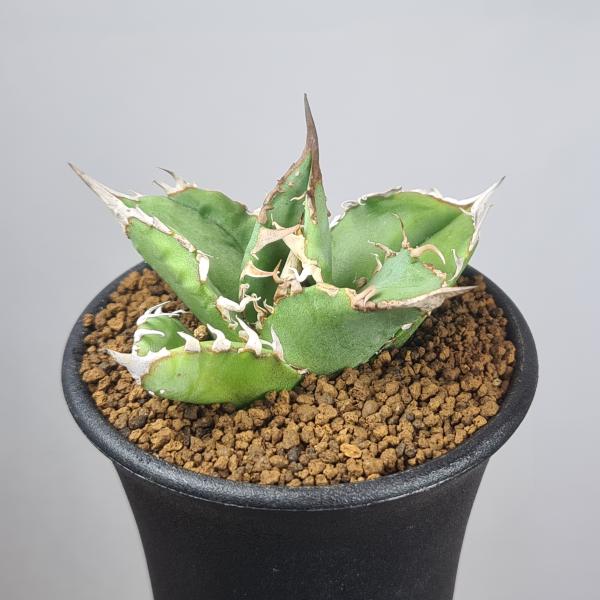 画像は一例です。植物ですので個体差があります。見計らいでのお届けとなります。苗の指定は出来ませんのでご了承下さい。植物名は弊園へ導入時のものです。状態は変化することがあります。生育に問題のない状態の変化（身割れ、葉の変色・落葉、花の老け・落...