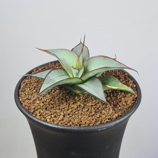 画像は一例です。植物ですので個体差があります。見計らいでのお届けとなります。苗の指定は出来ませんのでご了承下さい。植物名は弊園へ導入時のものです。状態は変化することがあります。生育に問題のない状態の変化（身割れ、葉の変色・落葉、花の老け・落...