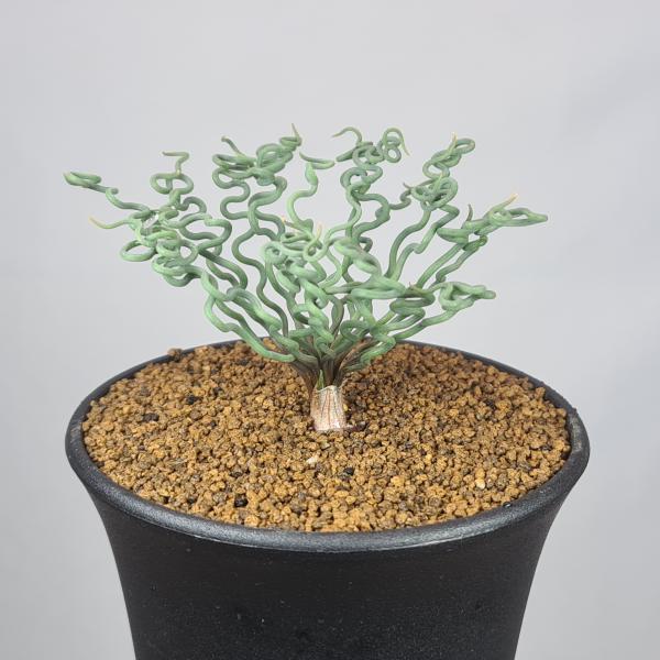 画像は一例です。植物ですので個体差があります。見計らいでのお届けとなります。苗の指定は出来ませんのでご了承下さい。植物名は弊園へ導入時のものです。状態は変化することがあります。生育に問題のない状態の変化（身割れ、葉の変色・落葉、花の老け・落...