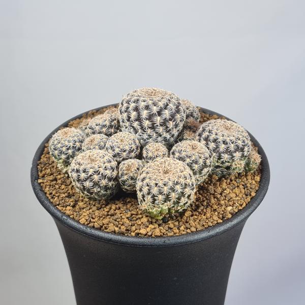 画像は一例です。植物ですので個体差があります。見計らいでのお届けとなります。苗の指定は出来ませんのでご了承下さい。植物名は弊園へ導入時のものです。状態は変化することがあります。生育に問題のない状態の変化（身割れ、葉の変色・落葉、花の老け・落...