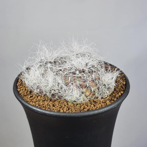 画像は一例です。植物ですので個体差があります。見計らいでのお届けとなります。苗の指定は出来ませんのでご了承下さい。植物名は弊園へ導入時のものです。状態は変化することがあります。生育に問題のない状態の変化（身割れ、葉の変色・落葉、花の老け・落...