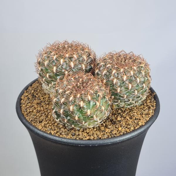 画像は一例です。植物ですので個体差があります。見計らいでのお届けとなります。苗の指定は出来ませんのでご了承下さい。植物名は弊園へ導入時のものです。状態は変化することがあります。生育に問題のない状態の変化（身割れ、葉の変色・落葉、花の老け・落...