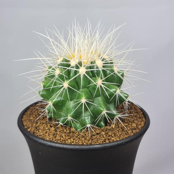 画像は一例です。植物ですので個体差があります。見計らいでのお届けとなります。苗の指定は出来ませんのでご了承下さい。植物名は弊園へ導入時のものです。状態は変化することがあります。生育に問題のない状態の変化（身割れ、葉の変色・落葉、花の老け・落...