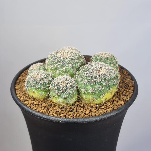 画像は一例です。植物ですので個体差があります。見計らいでのお届けとなります。苗の指定は出来ませんのでご了承下さい。植物名は弊園へ導入時のものです。状態は変化することがあります。生育に問題のない状態の変化（身割れ、葉の変色・落葉、花の老け・落...