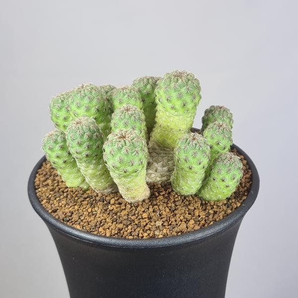 画像は一例です。植物ですので個体差があります。見計らいでのお届けとなります。苗の指定は出来ませんのでご了承下さい。植物名は弊園へ導入時のものです。状態は変化することがあります。生育に問題のない状態の変化（身割れ、葉の変色・落葉、花の老け・落...