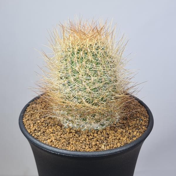 画像は一例です。植物ですので個体差があります。見計らいでのお届けとなります。苗の指定は出来ませんのでご了承下さい。植物名は弊園へ導入時のものです。状態は変化することがあります。生育に問題のない状態の変化（身割れ、葉の変色・落葉、花の老け・落...