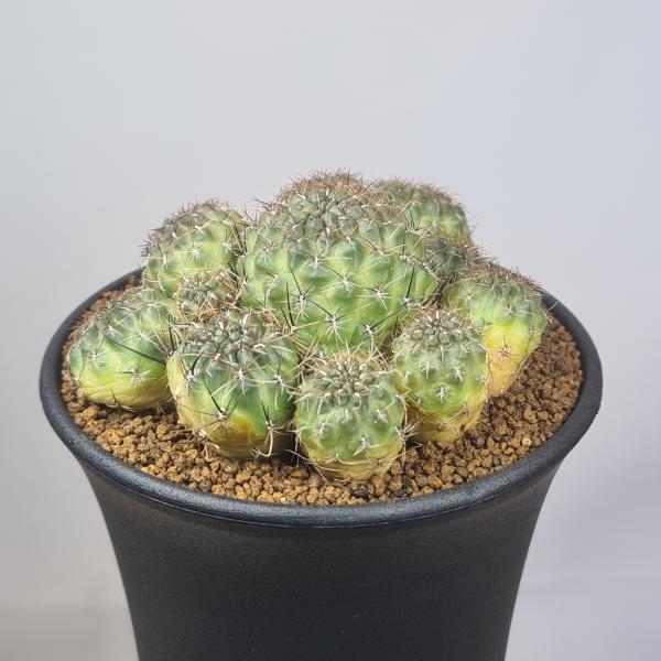 画像は一例です。植物ですので個体差があります。見計らいでのお届けとなります。苗の指定は出来ませんのでご了承下さい。植物名は弊園へ導入時のものです。状態は変化することがあります。生育に問題のない状態の変化（身割れ、葉の変色・落葉、花の老け・落...