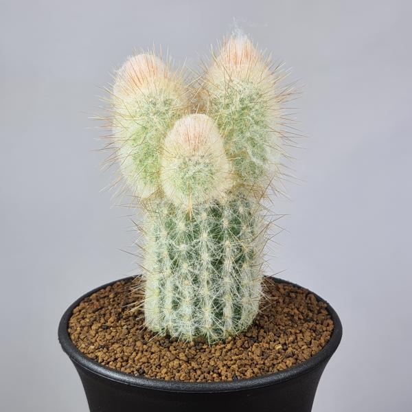 画像は一例です。植物ですので個体差があります。見計らいでのお届けとなります。苗の指定は出来ませんのでご了承下さい。植物名は弊園へ導入時のものです。状態は変化することがあります。生育に問題のない状態の変化（身割れ、葉の変色・落葉、花の老け・落...