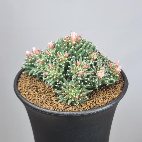 画像は一例です。植物ですので個体差があります。見計らいでのお届けとなります。苗の指定は出来ませんのでご了承下さい。植物名は弊園へ導入時のものです。状態は変化することがあります。生育に問題のない状態の変化（身割れ、葉の変色・落葉、花の老け・落...