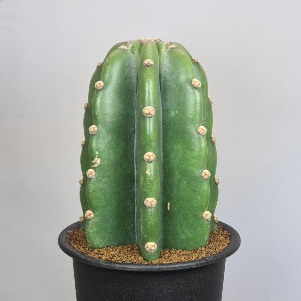 画像は一例です。植物ですので個体差があります。見計らいでのお届けとなります。苗の指定は出来ませんのでご了承下さい。植物名は弊園へ導入時のものです。状態は変化することがあります。生育に問題のない状態の変化（身割れ、葉の変色・落葉、花の老け・落...