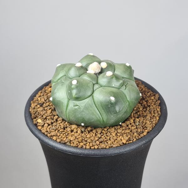 画像は一例です。植物ですので個体差があります。見計らいでのお届けとなります。苗の指定は出来ませんのでご了承下さい。植物名は弊園へ導入時のものです。状態は変化することがあります。生育に問題のない状態の変化（身割れ、葉の変色・落葉、花の老け・落...