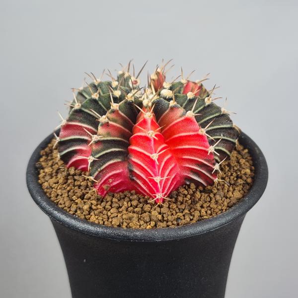 画像は一例です。植物ですので個体差があります。見計らいでのお届けとなります。苗の指定は出来ませんのでご了承下さい。植物名は弊園へ導入時のものです。状態は変化することがあります。生育に問題のない状態の変化（身割れ、葉の変色・落葉、花の老け・落...