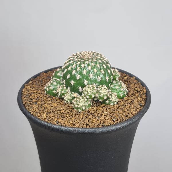 画像は一例です。植物ですので個体差があります。見計らいでのお届けとなります。苗の指定は出来ませんのでご了承下さい。植物名は弊園へ導入時のものです。状態は変化することがあります。生育に問題のない状態の変化（身割れ、葉の変色・落葉、花の老け・落...