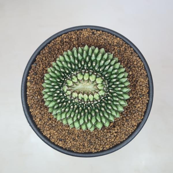 画像は一例です。植物ですので個体差があります。見計らいでのお届けとなります。苗の指定は出来ませんのでご了承下さい。植物名は弊園へ導入時のものです。状態は変化することがあります。生育に問題のない状態の変化（身割れ、葉の変色・落葉、花の老け・落...