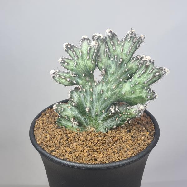 画像は一例です。植物ですので個体差があります。見計らいでのお届けとなります。苗の指定は出来ませんのでご了承下さい。植物名は弊園へ導入時のものです。状態は変化することがあります。生育に問題のない状態の変化（身割れ、葉の変色・落葉、花の老け・落...