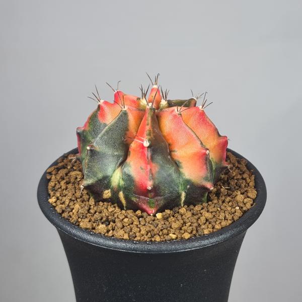 画像は一例です。植物ですので個体差があります。見計らいでのお届けとなります。苗の指定は出来ませんのでご了承下さい。植物名は弊園へ導入時のものです。状態は変化することがあります。生育に問題のない状態の変化（身割れ、葉の変色・落葉、花の老け・落...