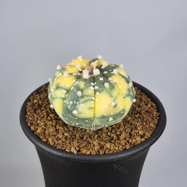 画像は一例です。植物ですので個体差があります。見計らいでのお届けとなります。苗の指定は出来ませんのでご了承下さい。植物名は弊園へ導入時のものです。状態は変化することがあります。生育に問題のない状態の変化（身割れ、葉の変色・落葉、花の老け・落...