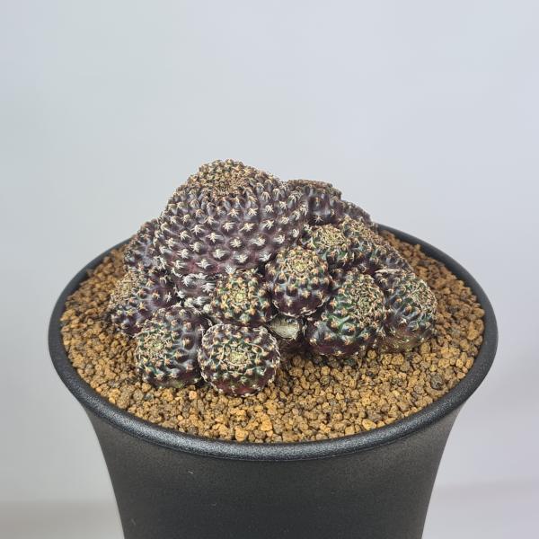 画像は一例です。植物ですので個体差があります。見計らいでのお届けとなります。苗の指定は出来ませんのでご了承下さい。植物名は弊園へ導入時のものです。状態は変化することがあります。生育に問題のない状態の変化（身割れ、葉の変色・落葉、花の老け・落...